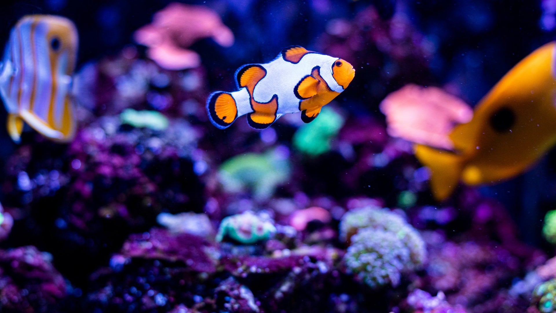 Tips for Choosing the Right Fish for A Luxury Home Aquarium – AQUA VIM